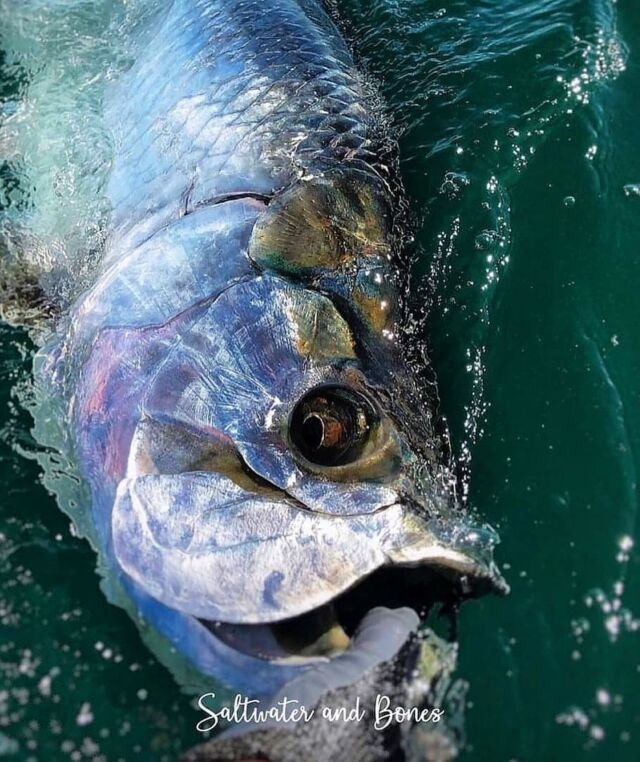 Original Clothing and Custom Fishing Gear - Saltwater and Bones